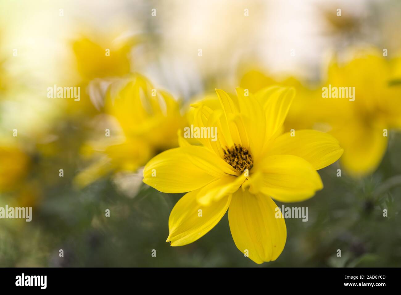 Apache beggarticks, beggar-ticks, Bidens ferulifolia, Coreopsis ...