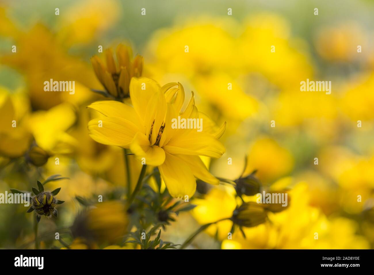 Apache beggarticks, beggar-ticks, Bidens ferulifolia, Coreopsis ...