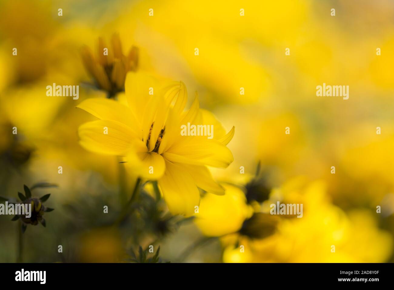Apache beggarticks, beggar-ticks, Bidens ferulifolia, Coreopsis ...