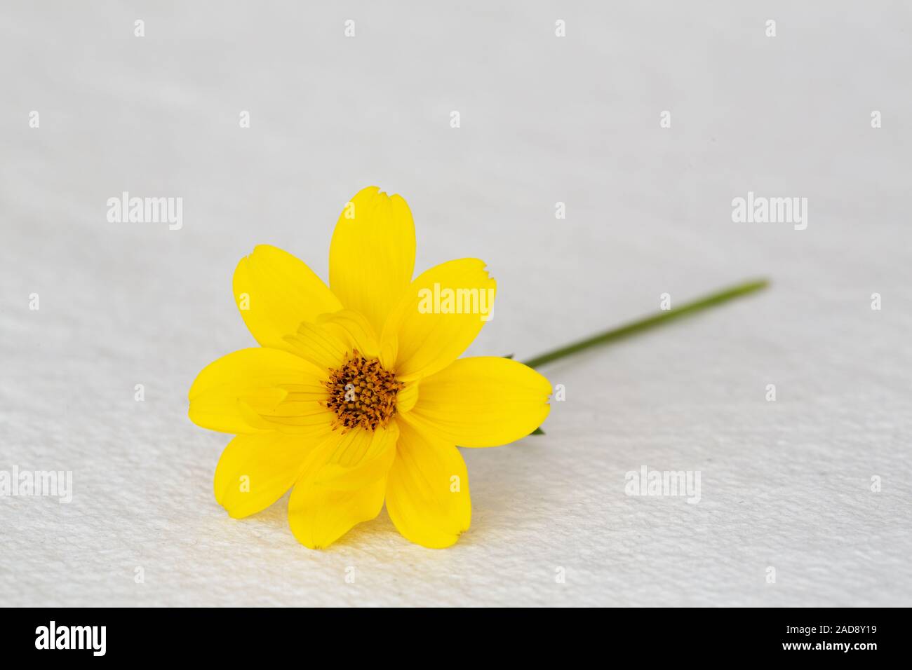 Apache beggarticks, beggar-ticks, Bidens ferulifolia, Coreopsis ...