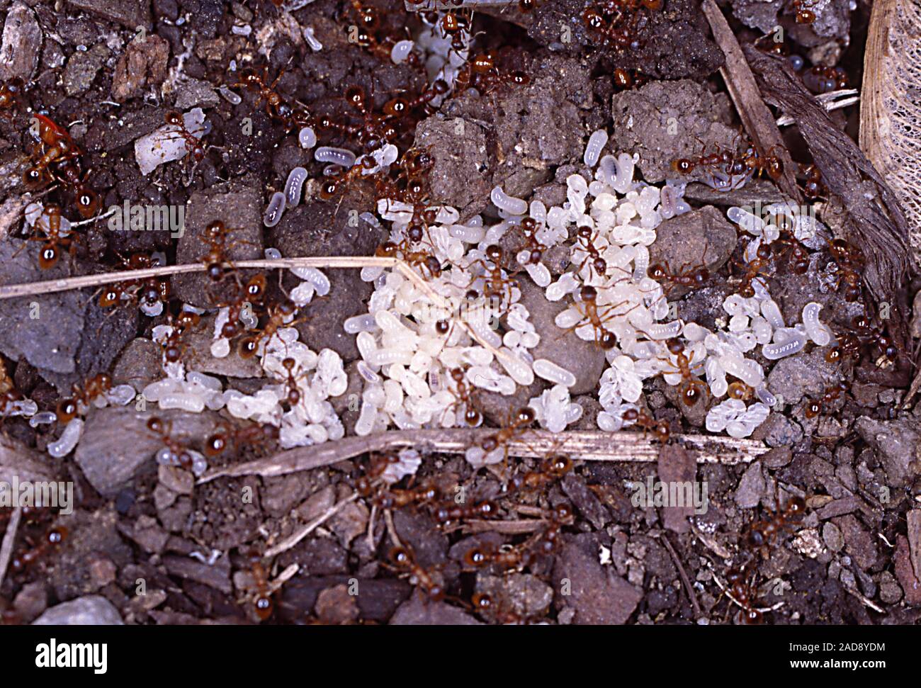 Reproduction of ants hi-res stock photography and images - Alamy