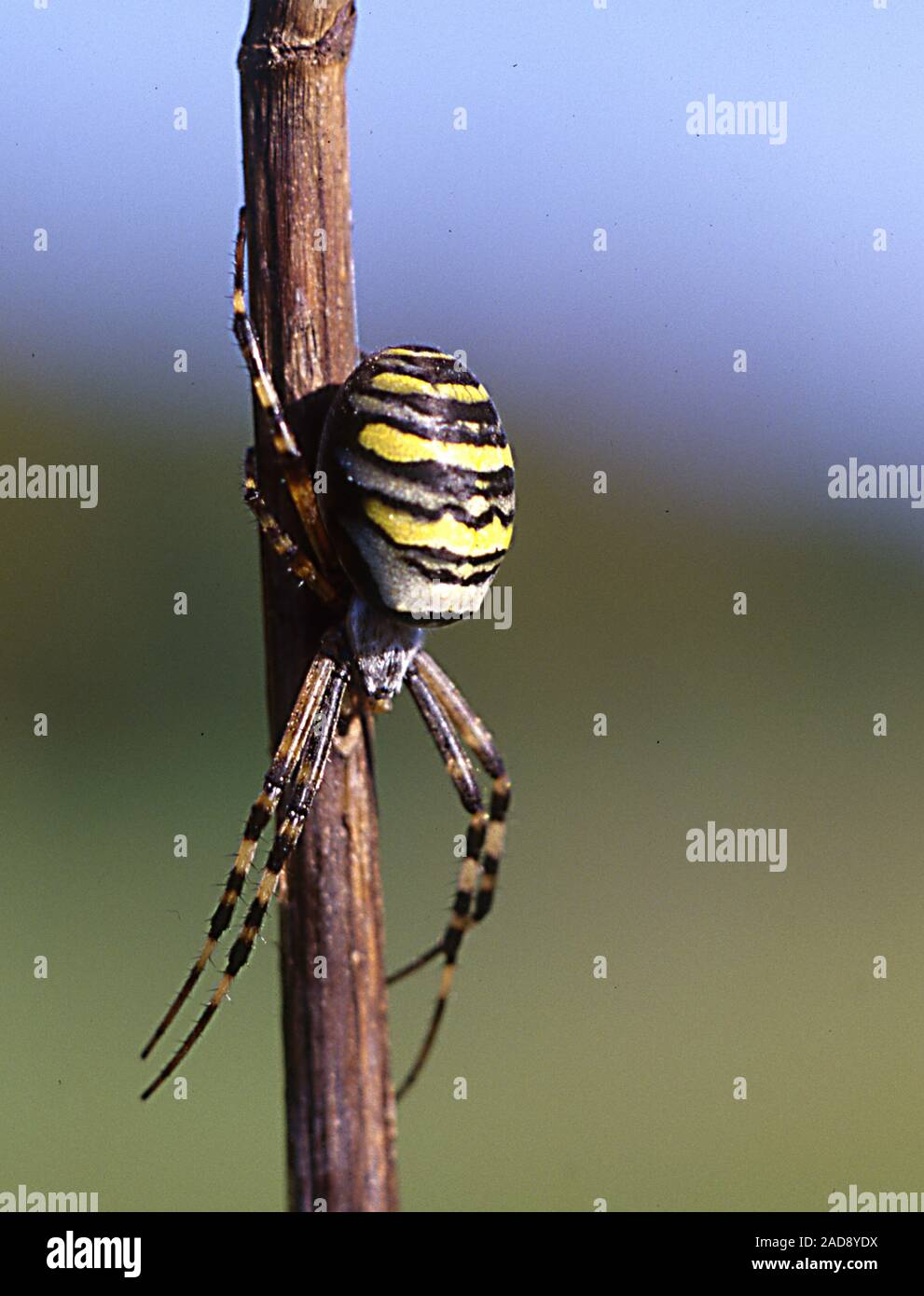 Wasp spider on stalk Stock Photo - Alamy