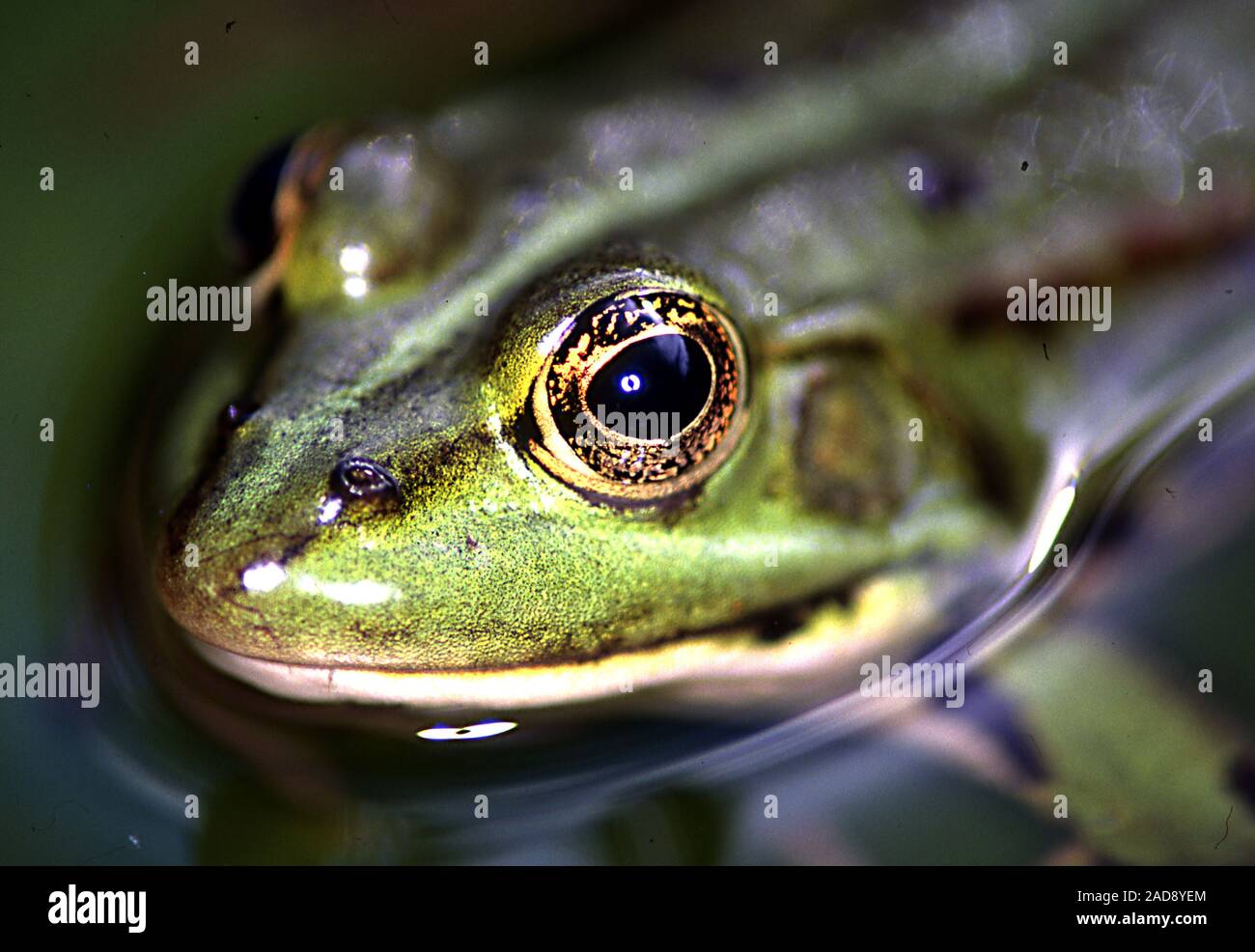 Common Frog in the pond Stock Photo - Alamy