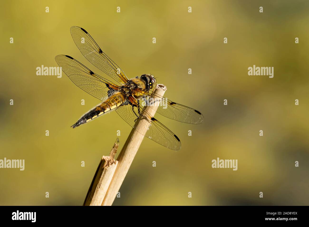 Quad wing hi-res stock photography and images - Alamy