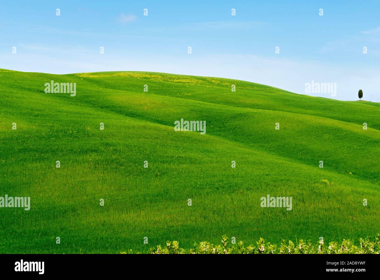 Beautiful spring minimalistic landscape with green hills in Tuscany ...