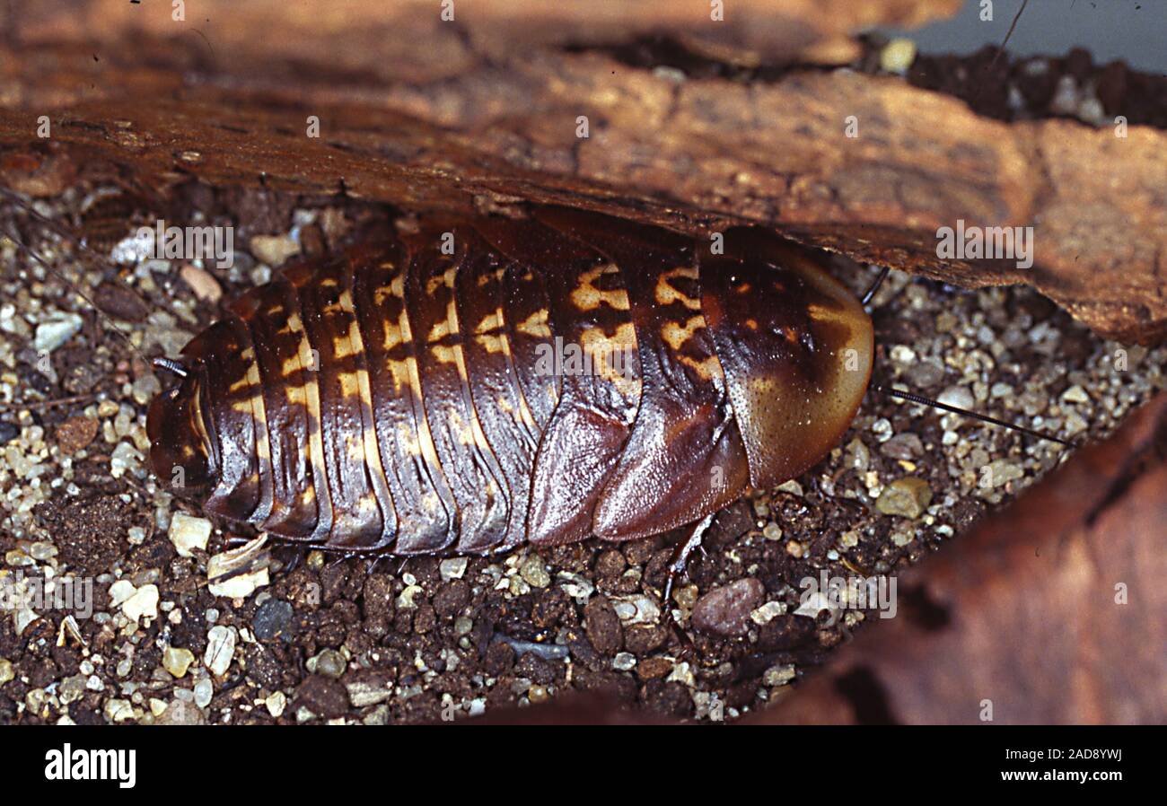 Giant cockroaches hi-res stock photography and images - Alamy