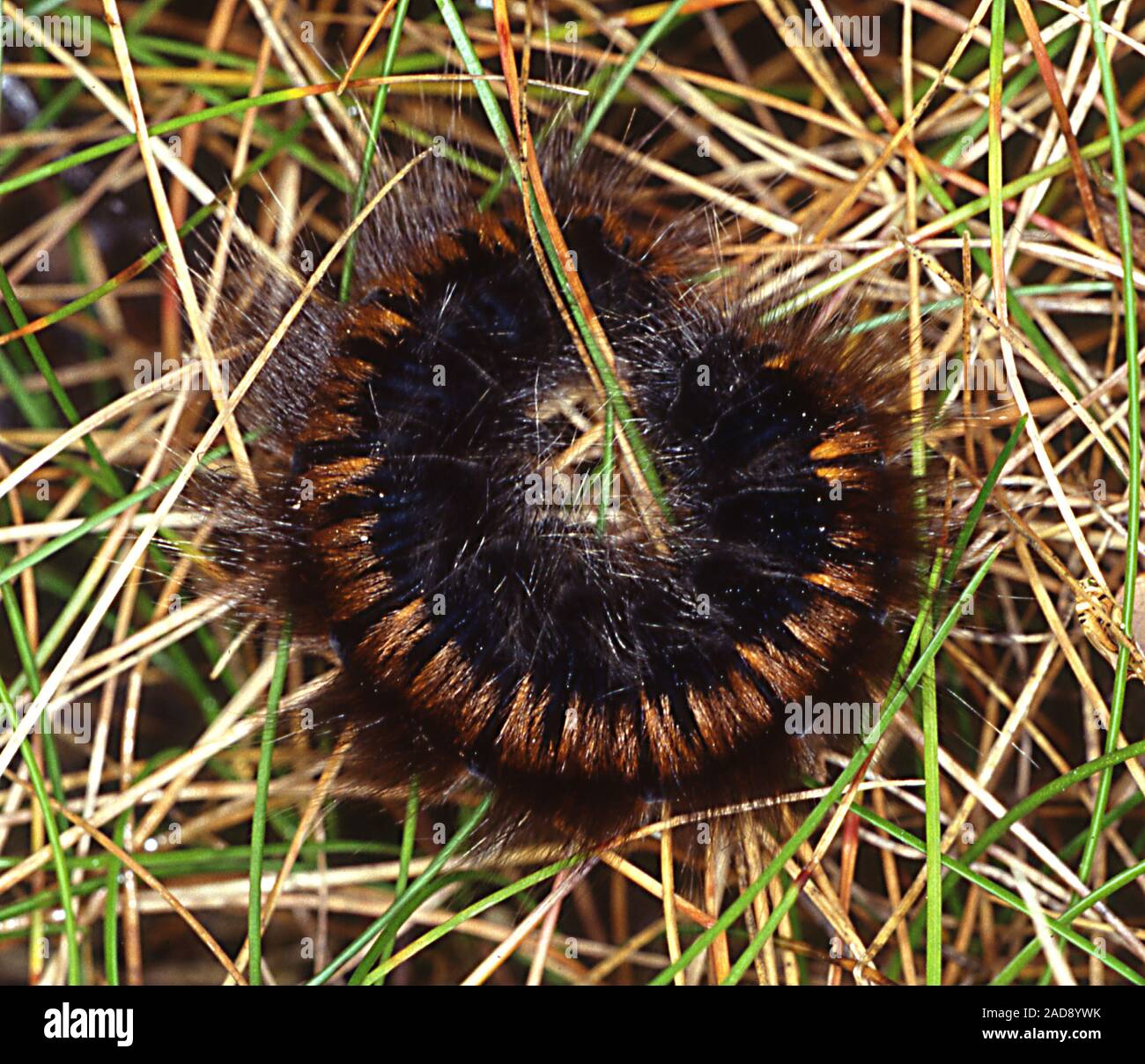 Oak moth caterpillar hi-res stock photography and images - Alamy