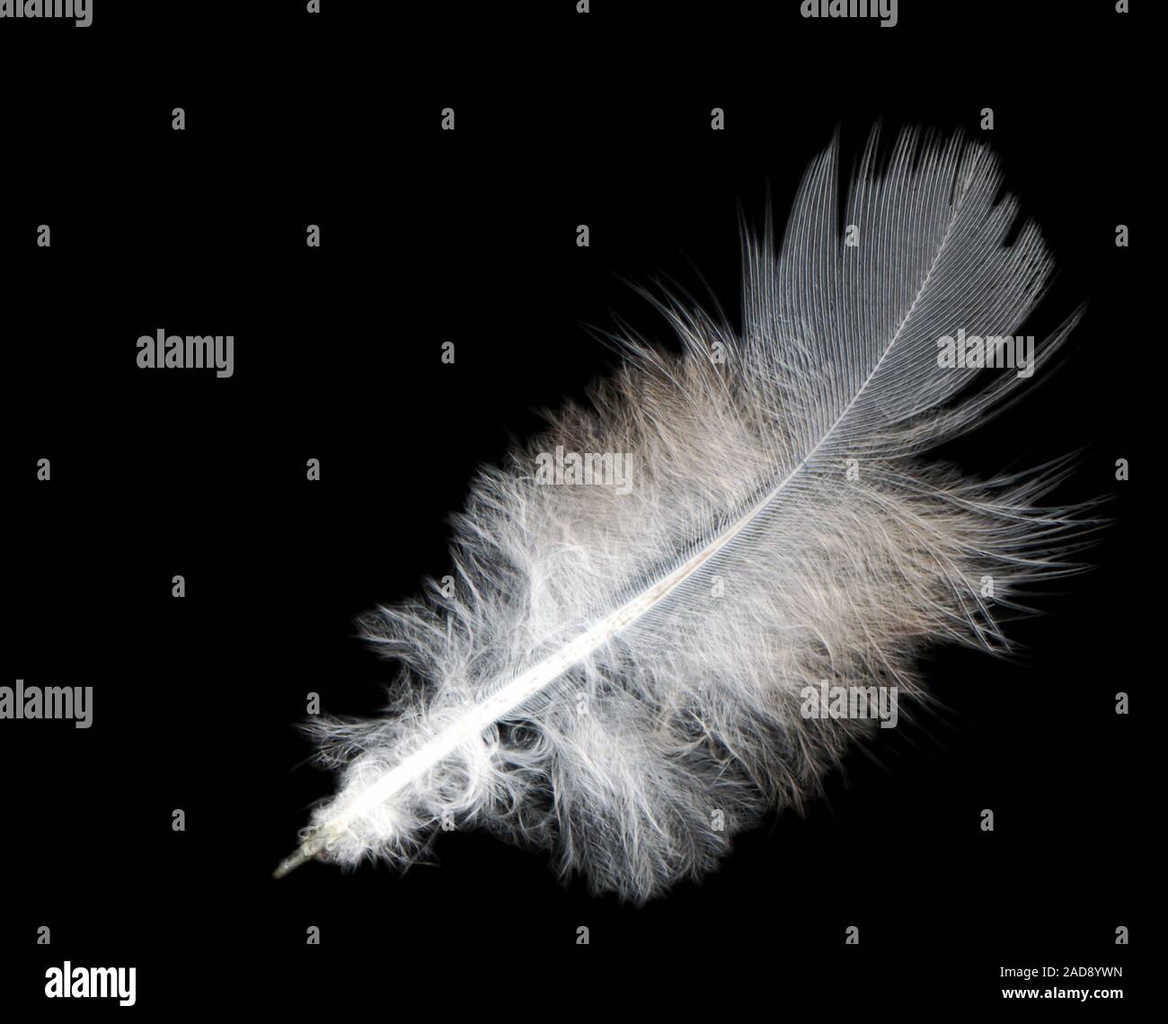 Curly feather hi-res stock photography and images - Alamy