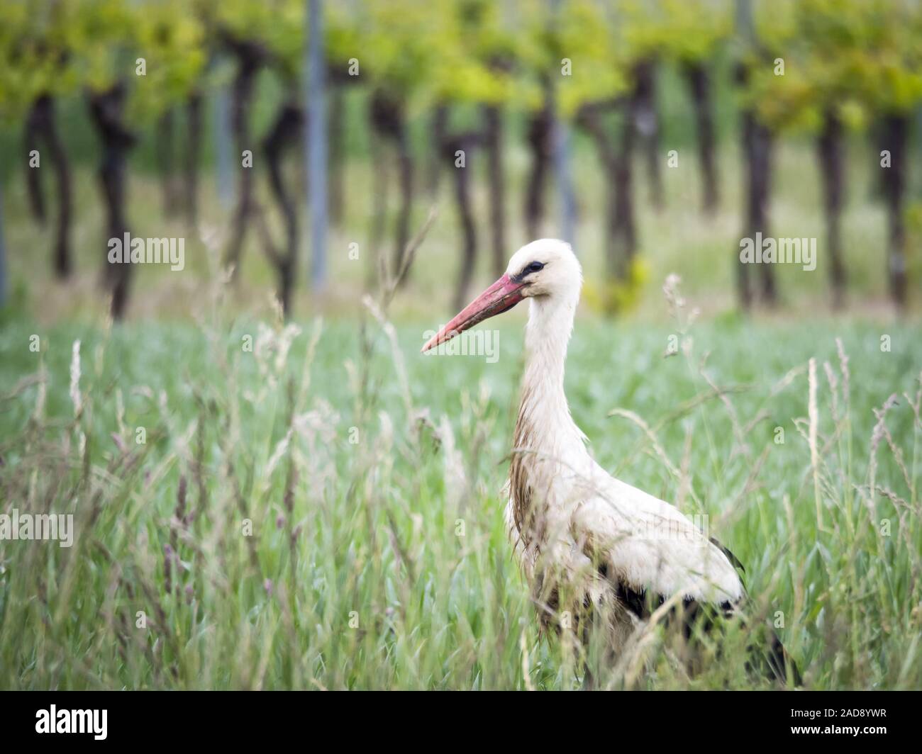 Stork in the meadow hi-res stock photography and images - Alamy