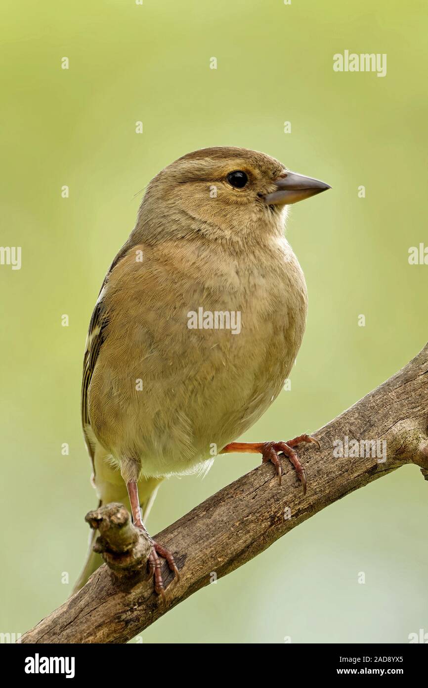 Chestnut bunting female hi-res stock photography and images - Alamy