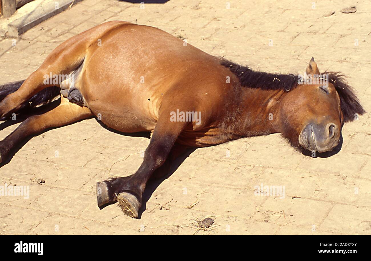 Pony sleeping hi-res stock photography and images - Alamy
