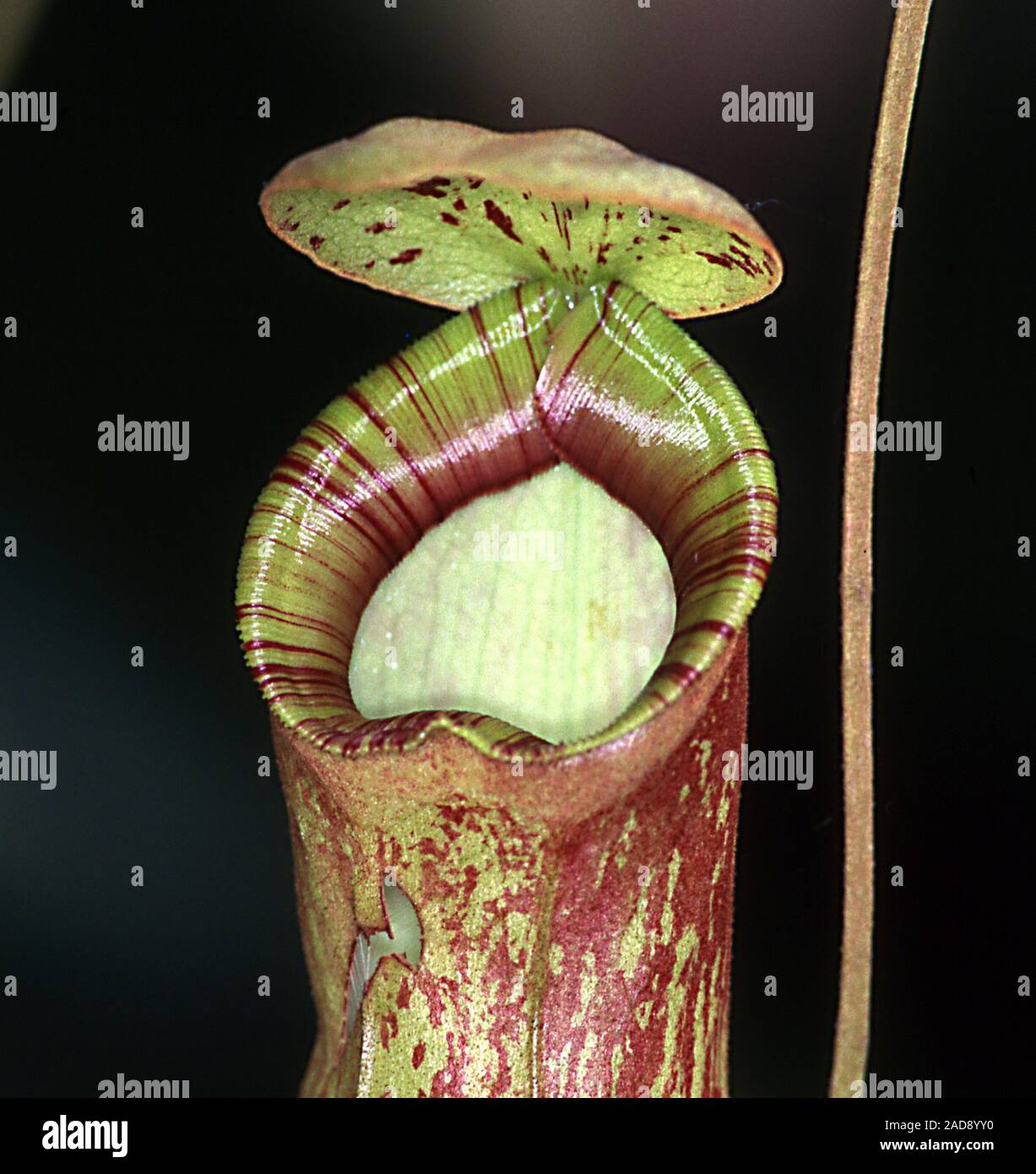 Red nepenthes carnivorous pitcher plant hi-res stock photography and ...