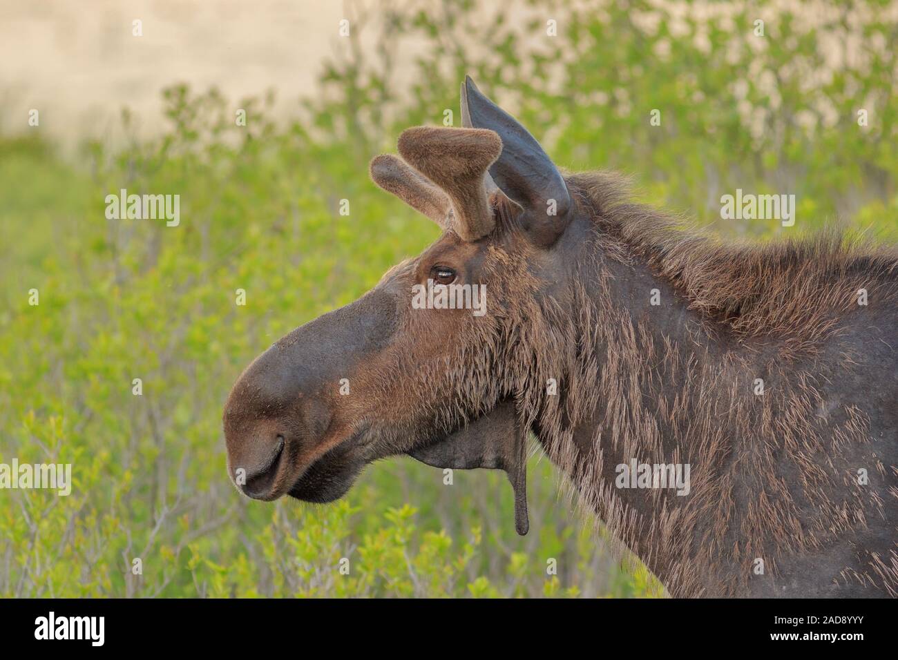 A bull Moose portrait at sunset Stock Photo - Alamy
