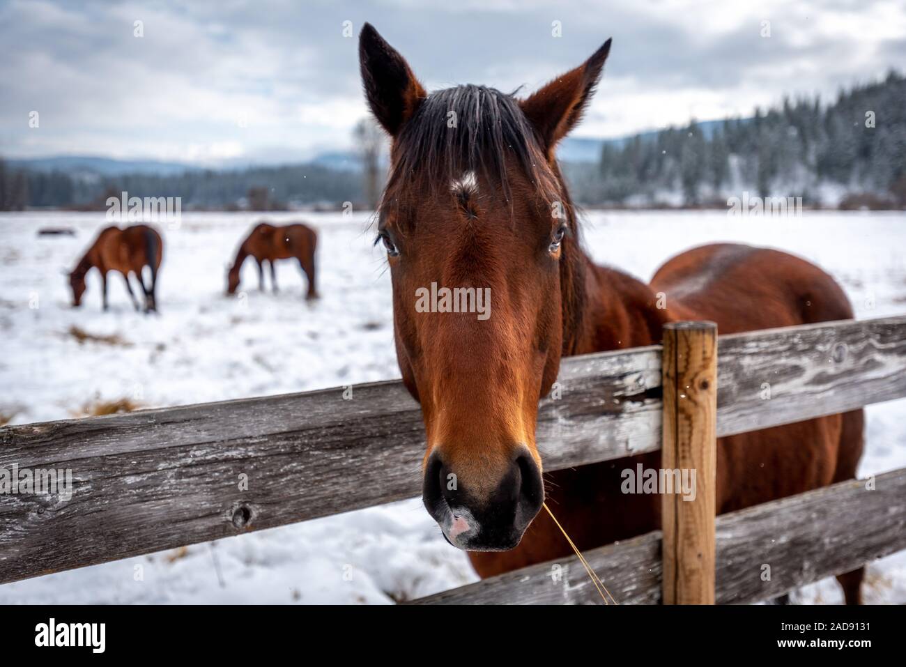 Horse looking over fence hi-res stock photography and images - Alamy