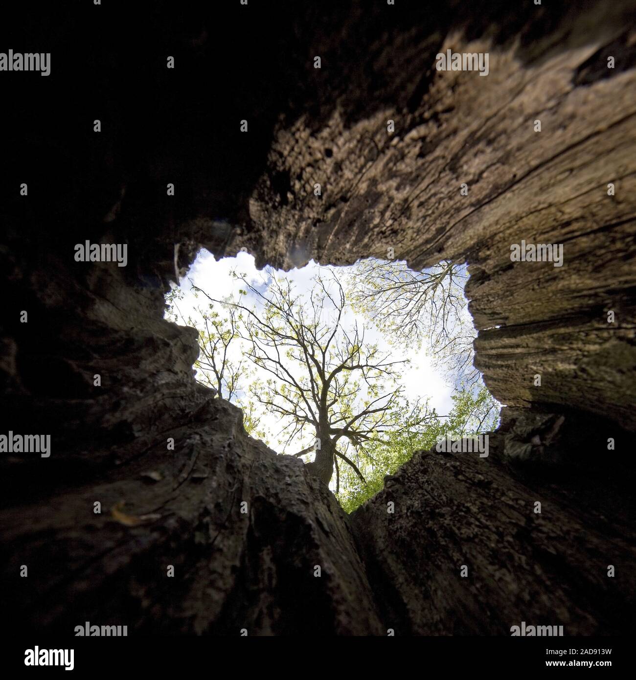 Hollow tree hi-res stock photography and images - Alamy