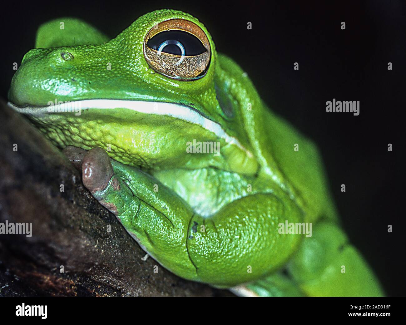 Tree frog on branch Stock Photo - Alamy