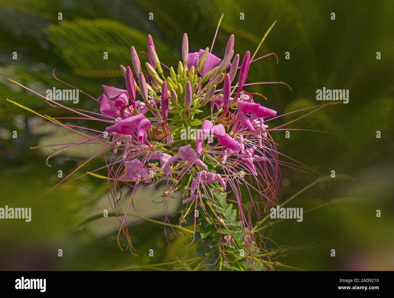 pink queen 'Cleome spinosa' Stock Photo - Alamy