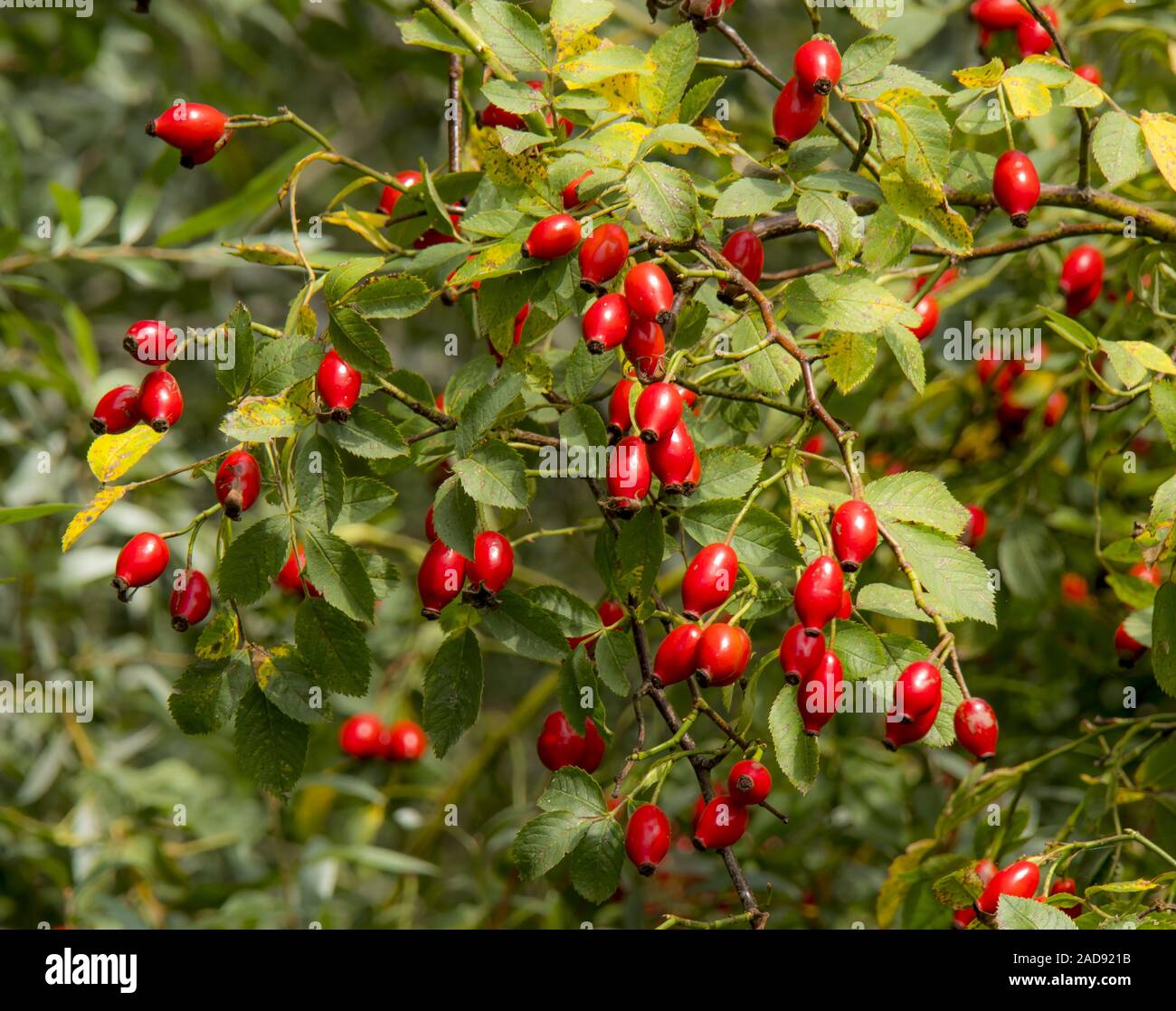 dog rose hip 'Rosa canina' Stock Photo - Alamy
