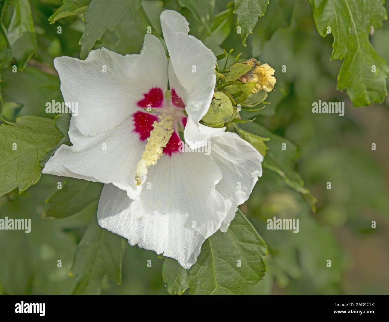 Rose of Sharon 'Hibiscus syriacus' Stock Photo - Alamy