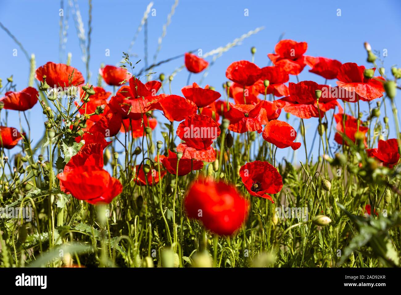 Blooming poppy field on agricultural land Stock Photo - Alamy