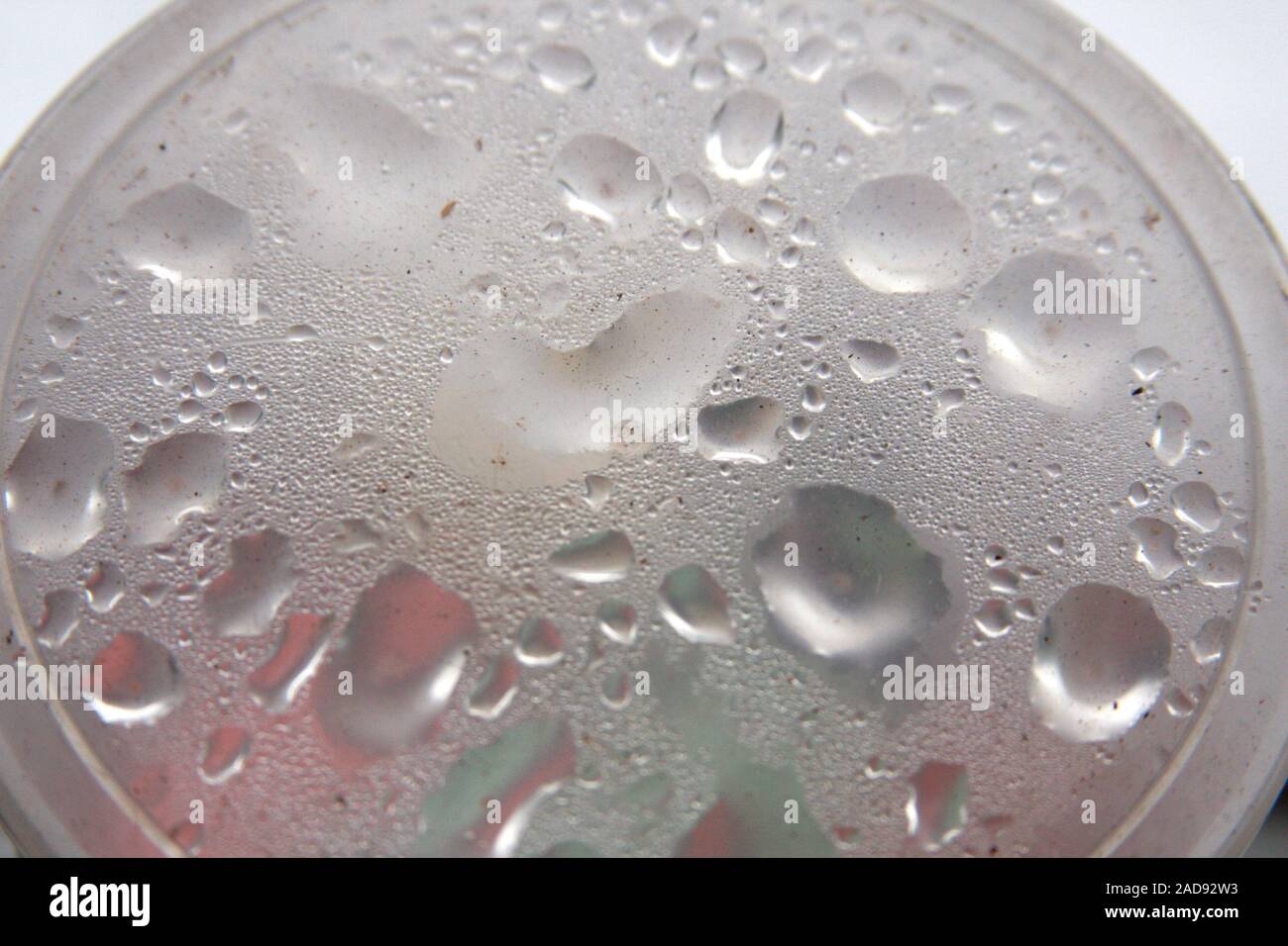 Humidity inside small container. Condensation seen on the inside of the ...