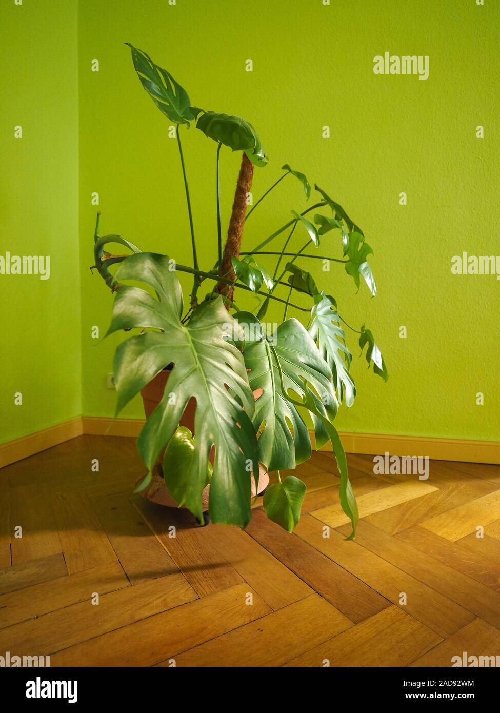 ceriman (Monstera deliciosa) plant Stock Photo - Alamy