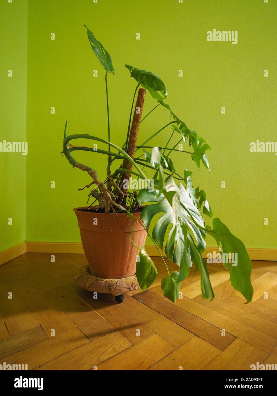 ceriman (Monstera deliciosa) plant Stock Photo - Alamy