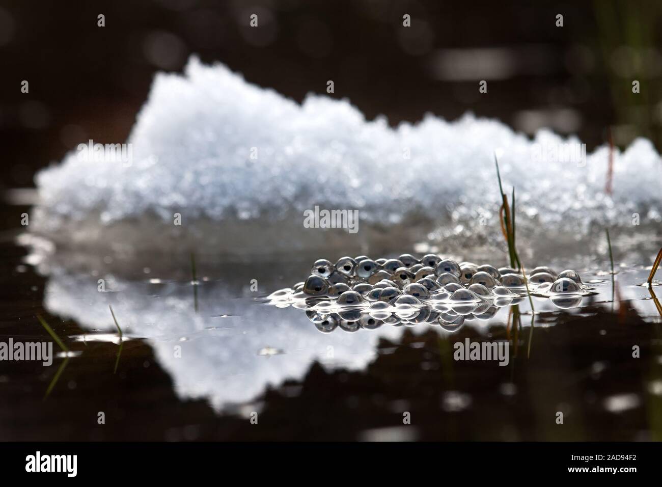 brown frog (Rana temporaria) laid eggs (frogspawn) in the pond Stock ...