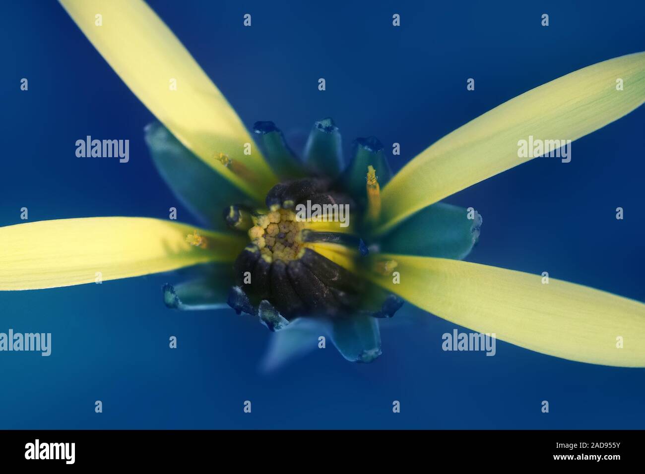 Enlarged flowers look amazingly Stock Photo - Alamy