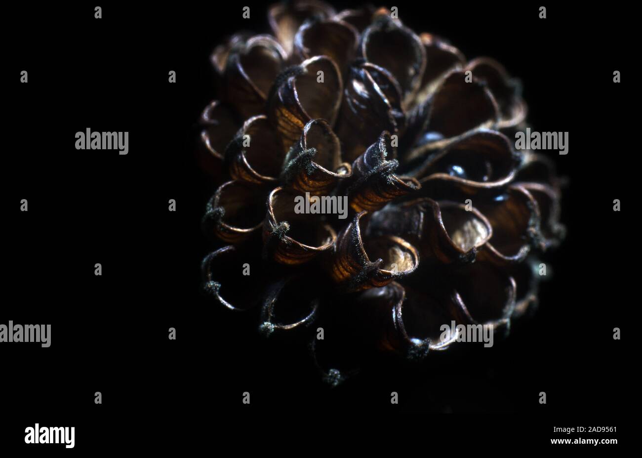 Devils spawn hi-res stock photography and images - Alamy