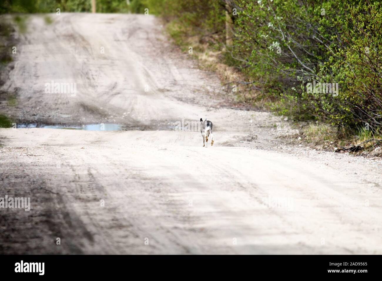 Bawtie hi-res stock photography and images - Alamy