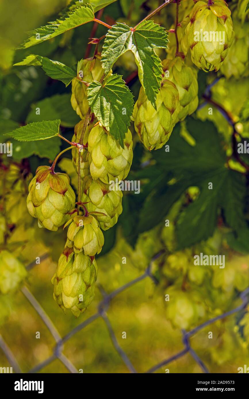 Common Hop 'Humulus lupulus' female Stock Photo - Alamy