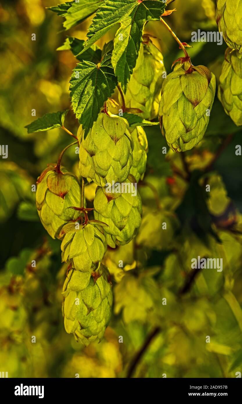 Common Hop 'Humulus lupulus' female Stock Photo - Alamy