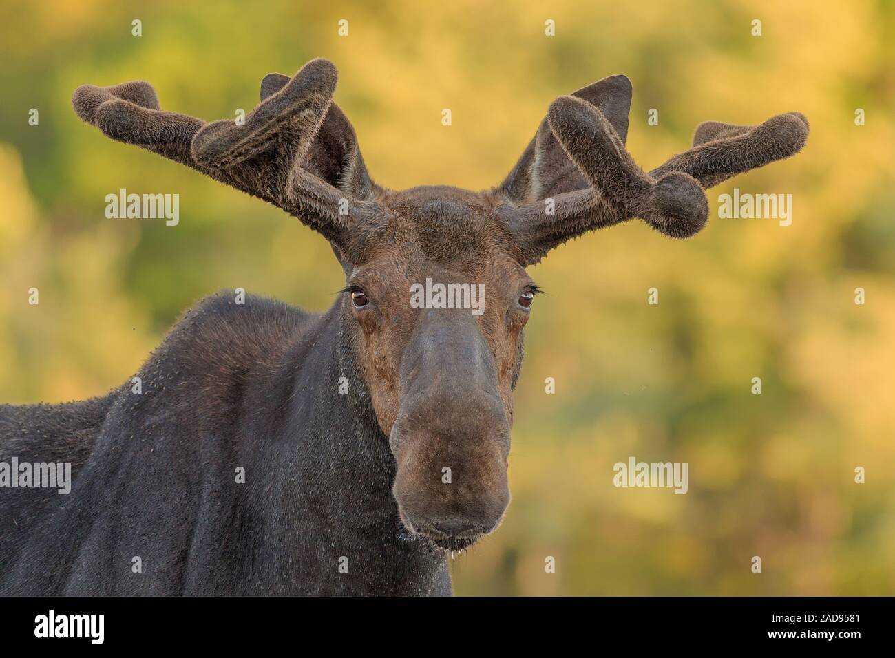 A portrait of a very handsome bull Moose Stock Photo - Alamy