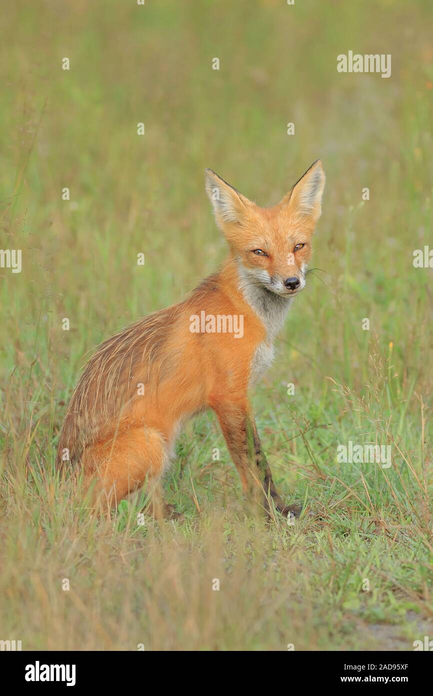 Smise hi-res stock photography and images - Alamy