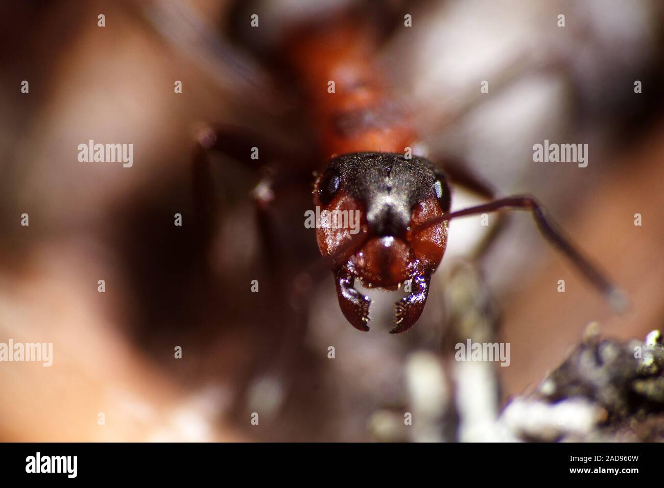Ant close up skin hi-res stock photography and images - Alamy
