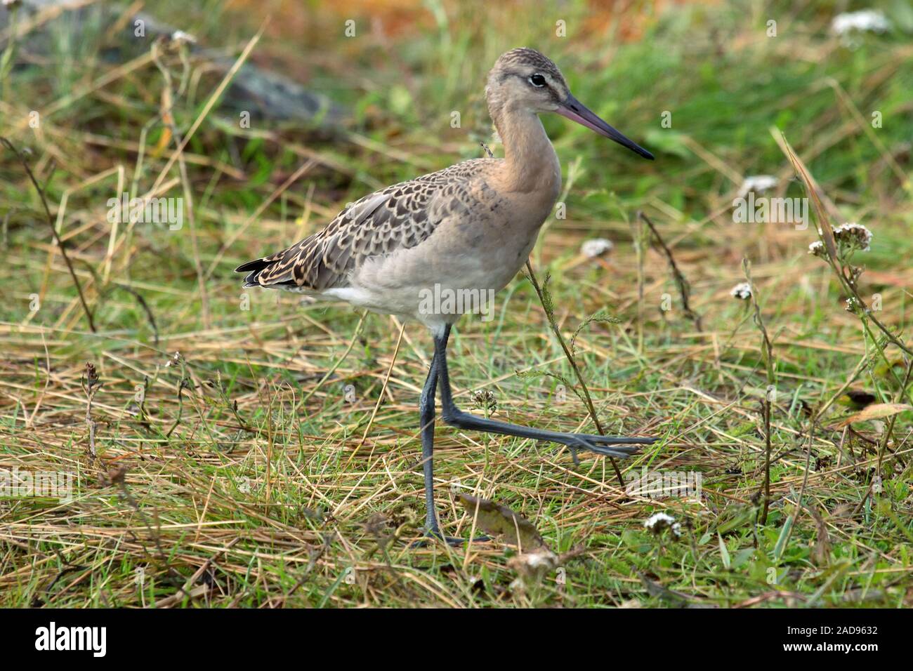 Black-tailed godwit (Limosa limosa), a young bird Stock Photo - Alamy