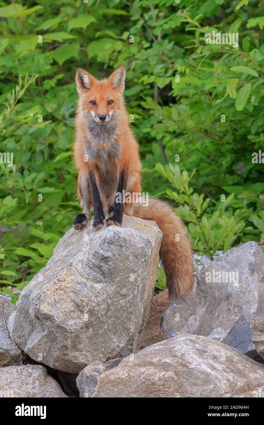 Red fox tail hi-res stock photography and images - Alamy