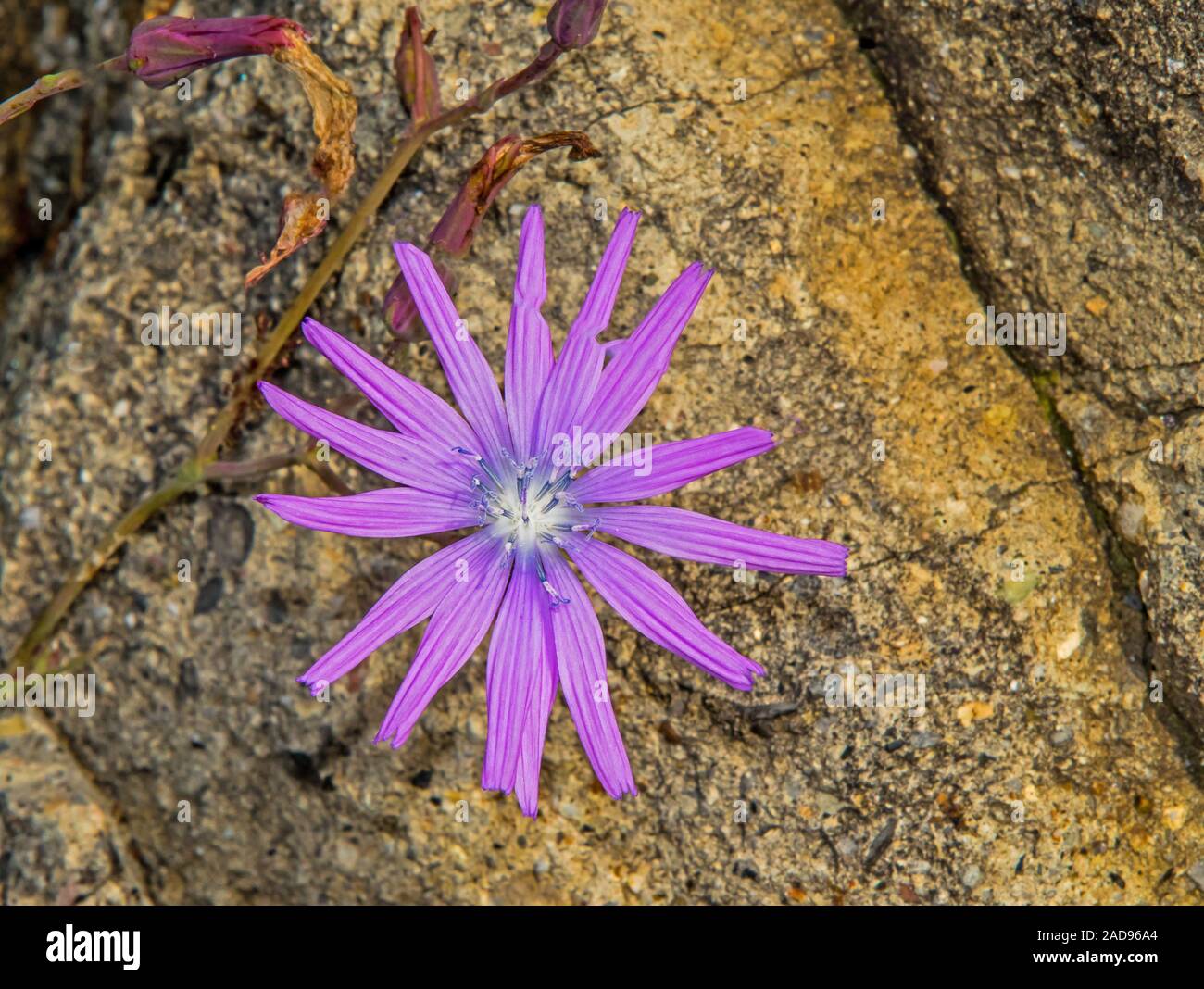 Blue lettuce 'Lactuca perennis' Stock Photo - Alamy