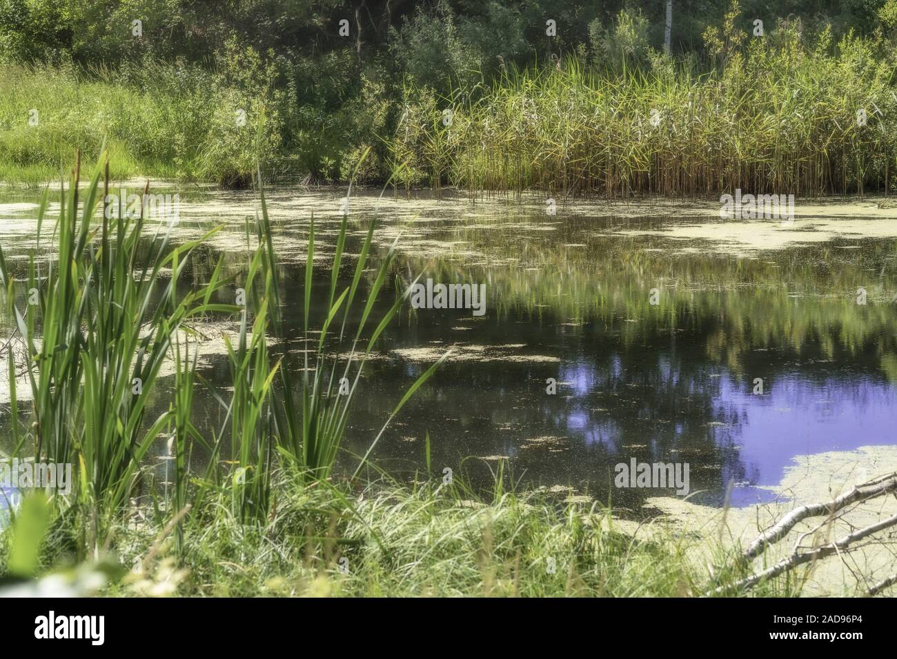 Forest waterbody hi-res stock photography and images - Alamy