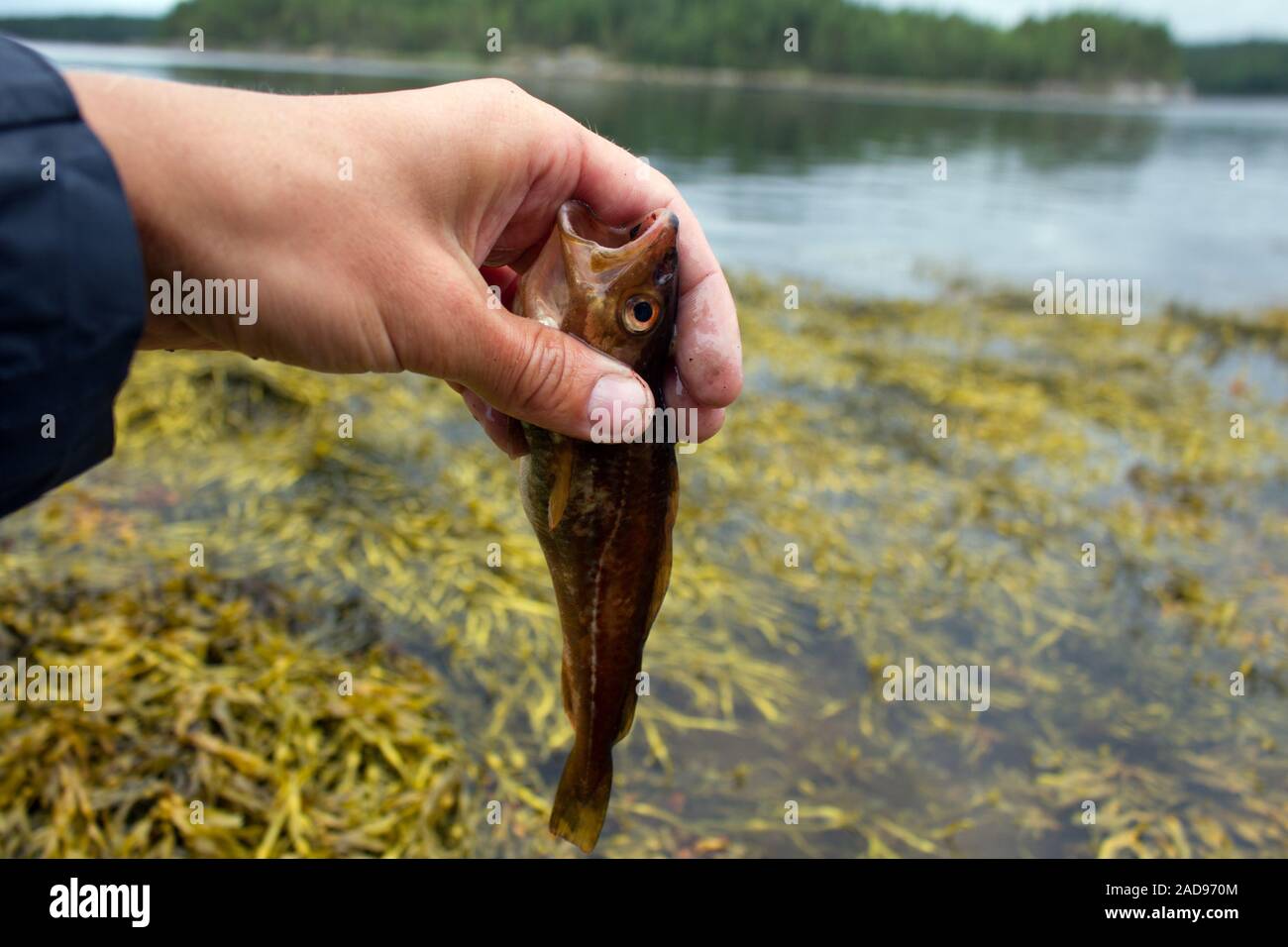 cod catch fish on seaweed Stock Photo - Alamy