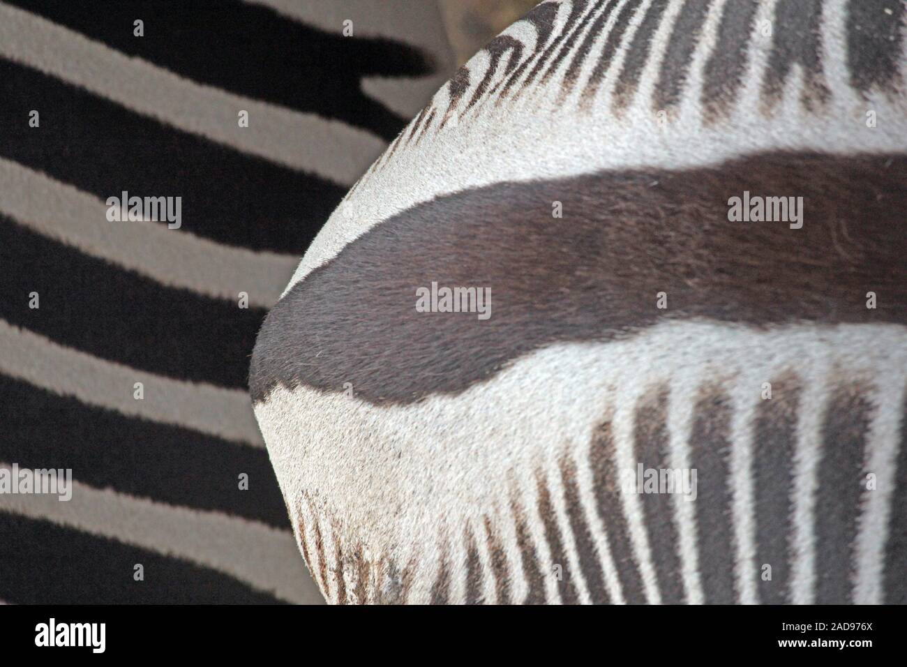 Museum zebra hi-res stock photography and images - Alamy