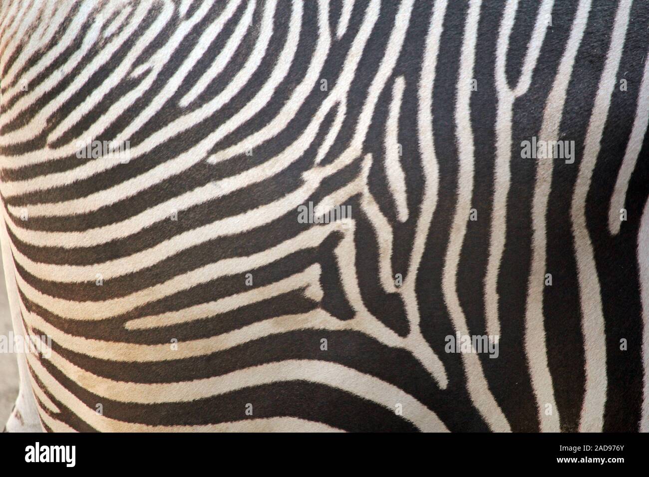Museum zebra hi-res stock photography and images - Alamy