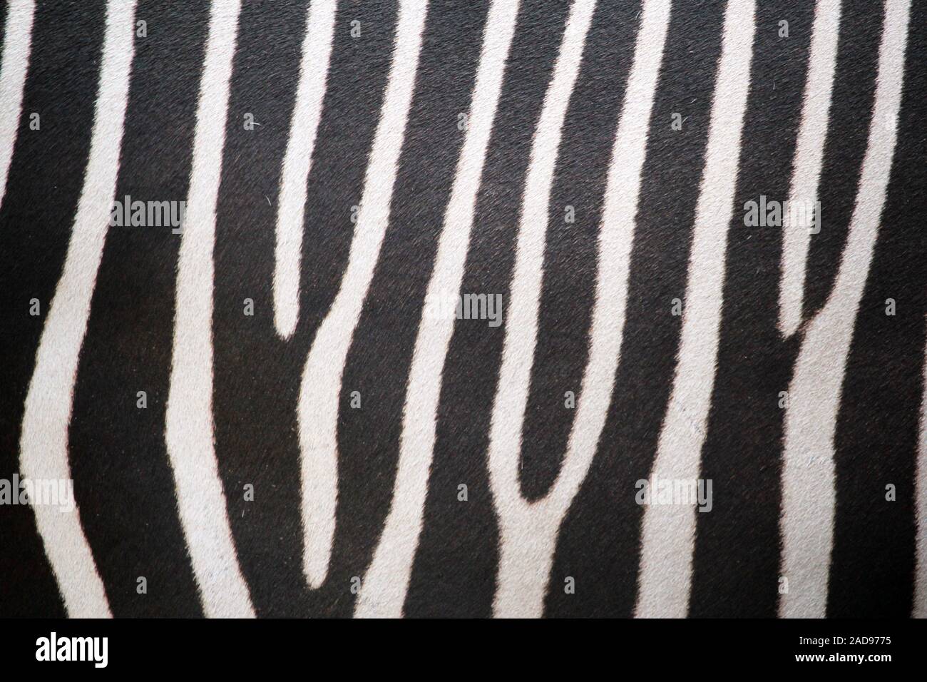Museum zebra hi-res stock photography and images - Alamy