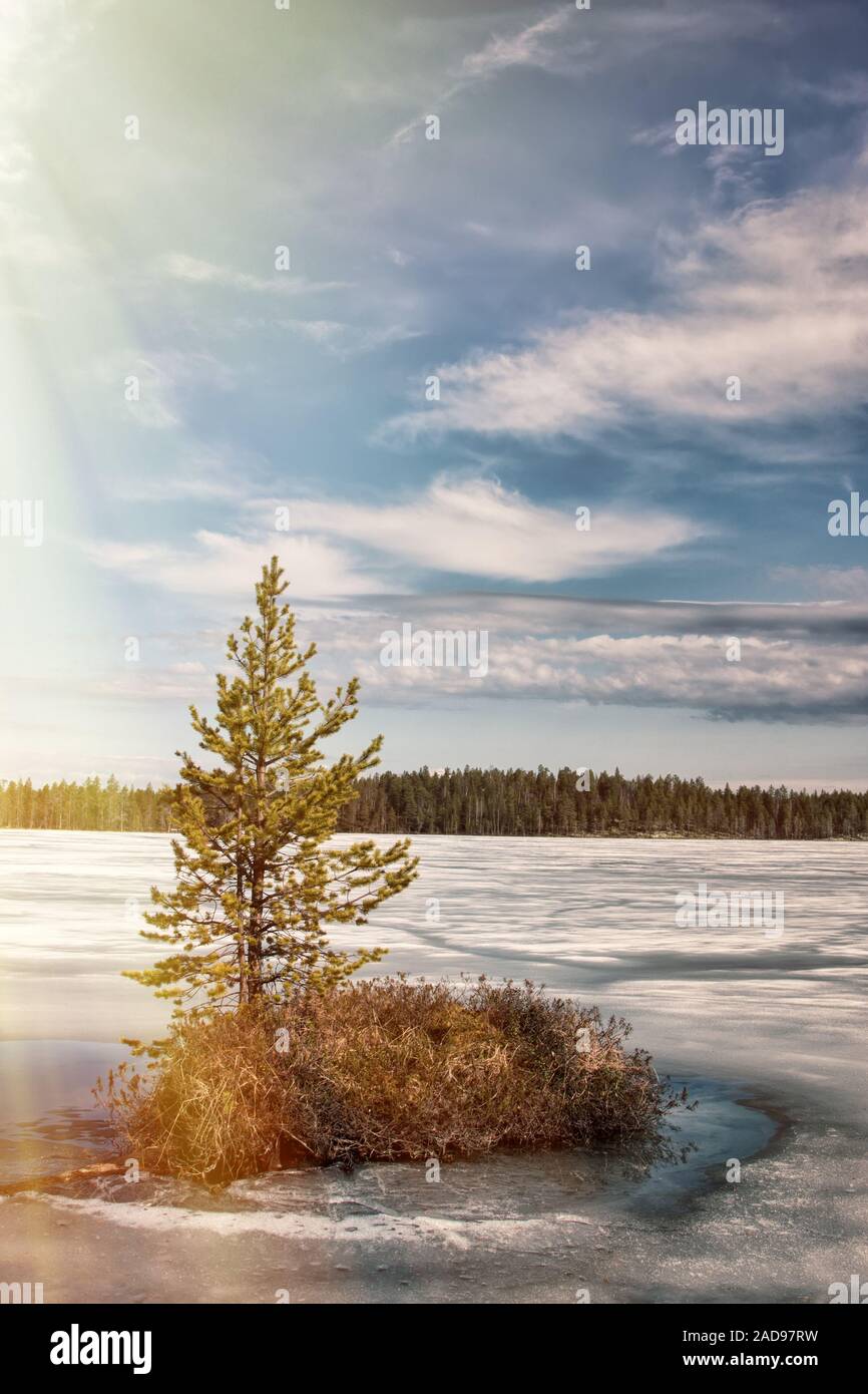 Forest lake in Lapland and the sun's rays in spring Stock Photo - Alamy