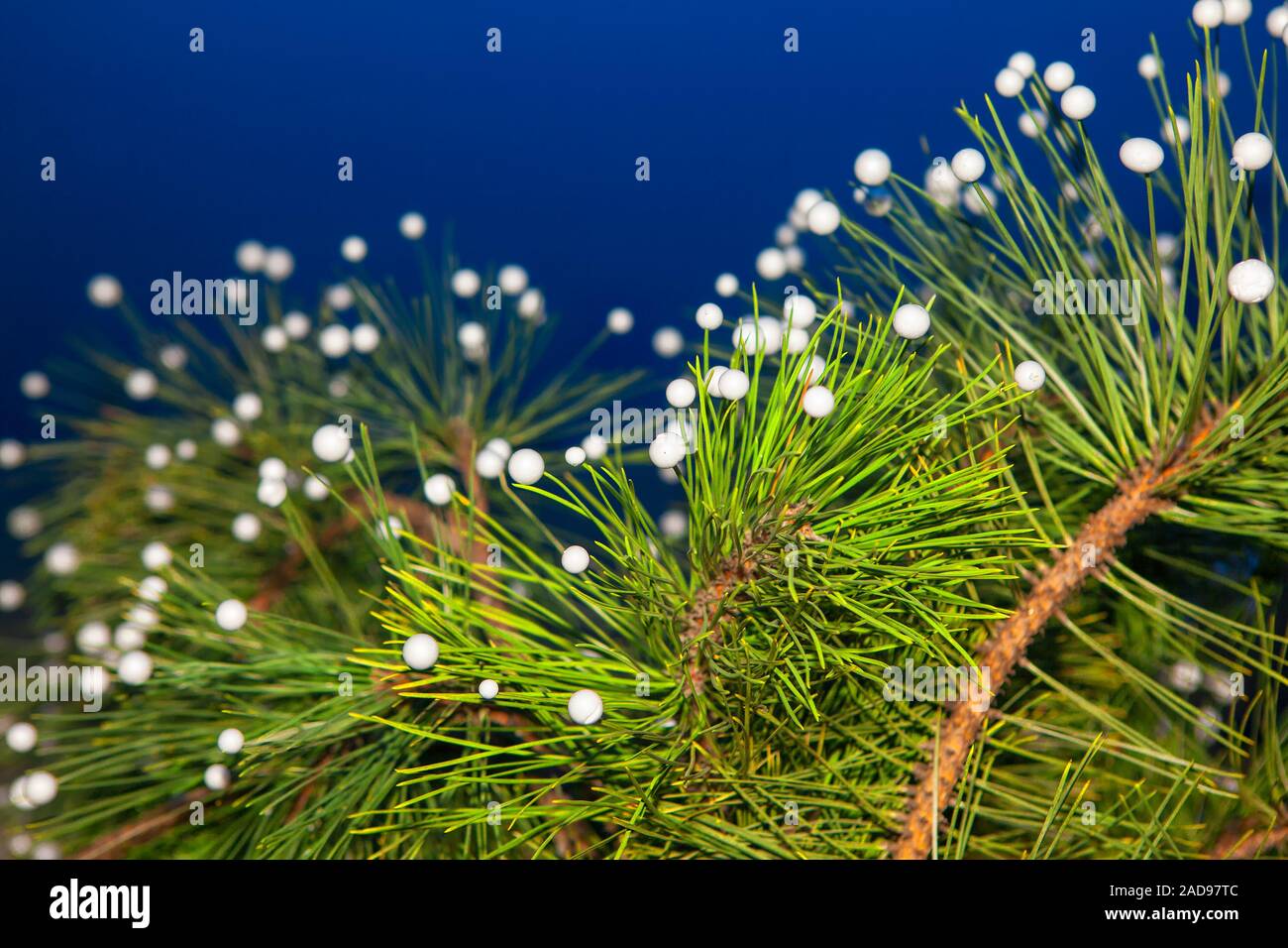 artificial flakes on the fir tree branch Stock Photo - Alamy