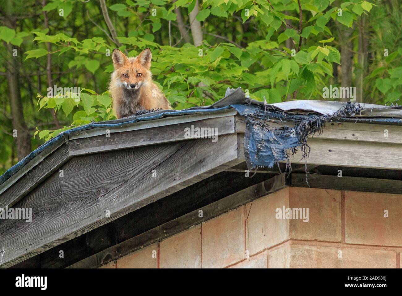 A Red Fox peaks over the top of a roof Stock Photo - Alamy