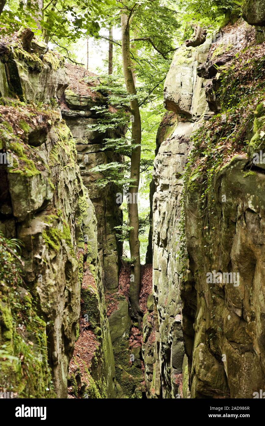 Devil´s Gorge in the South Eifel Nature Park, Irrel, Eifel, Rhineland ...