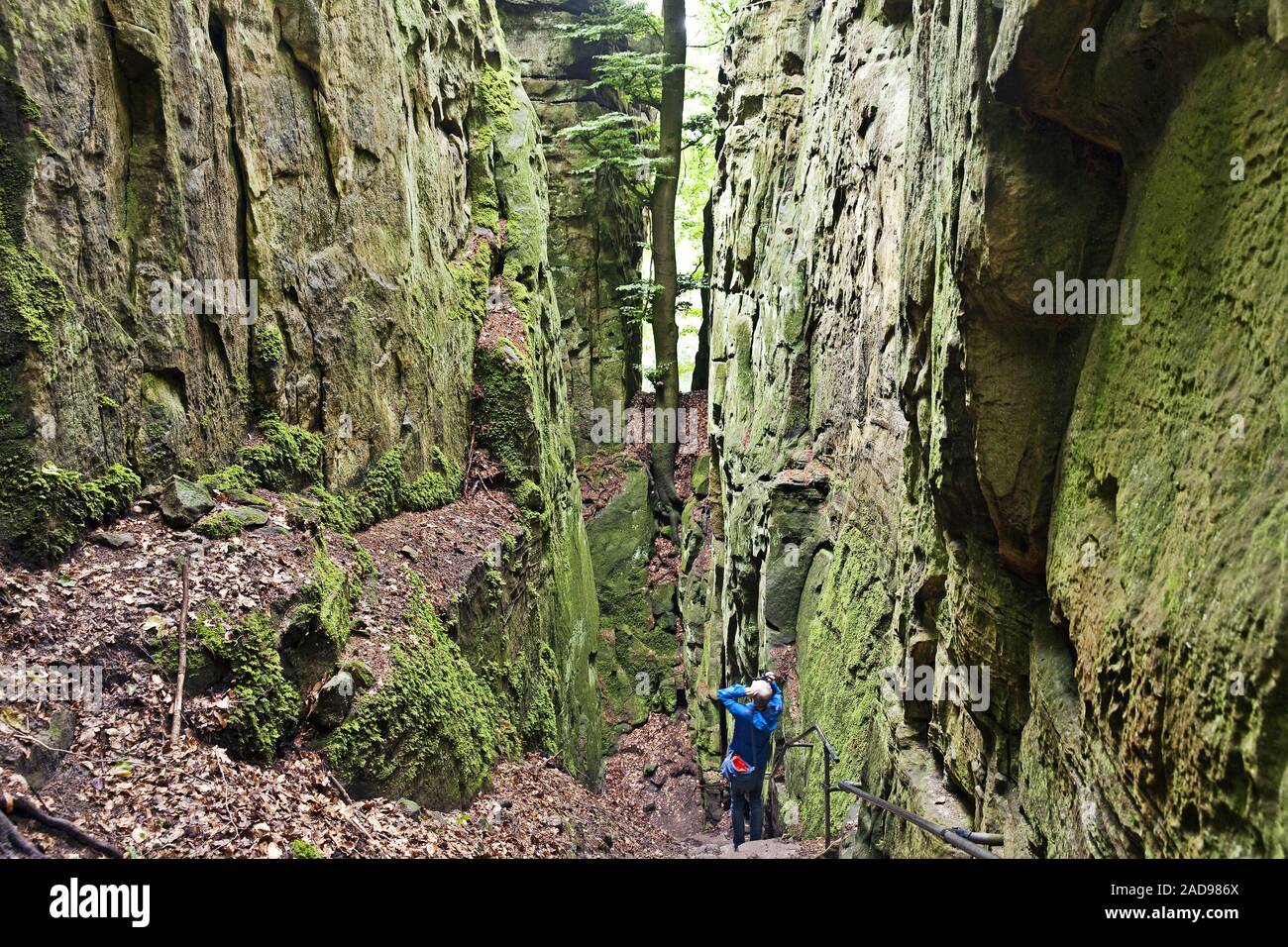 Devil´s Gorge in the South Eifel Nature Park, Irrel, Eifel, Rhineland ...