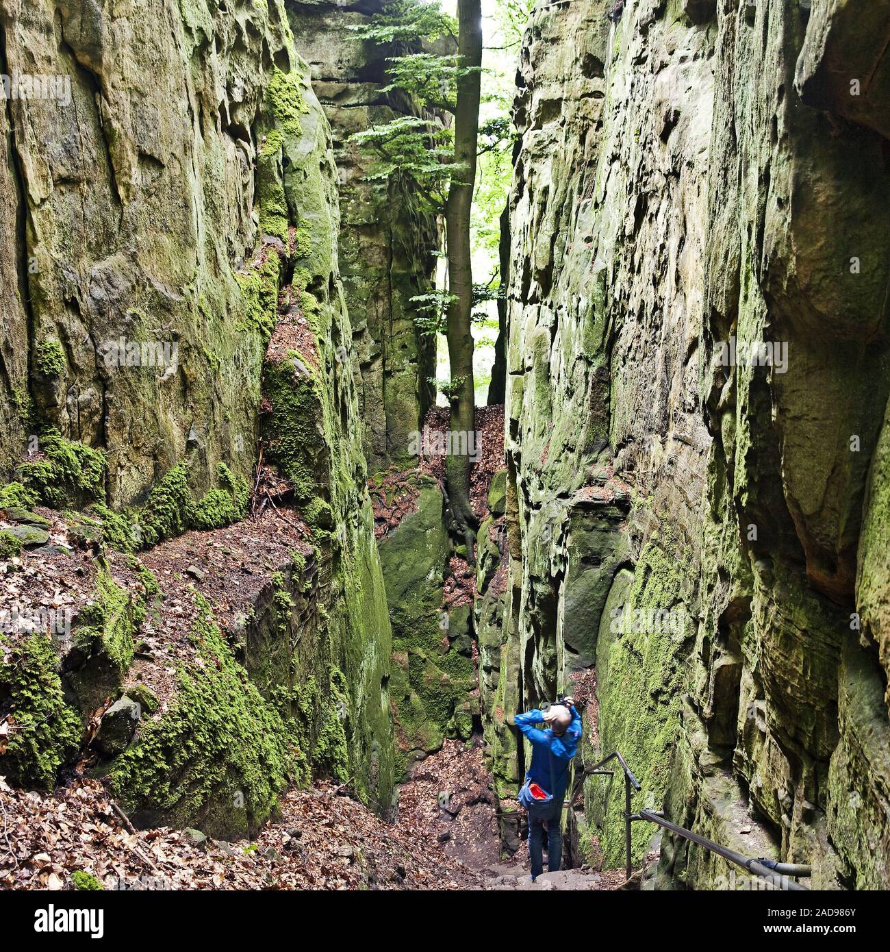 Devil´s Gorge in the South Eifel Nature Park, Irrel, Eifel, Rhineland ...